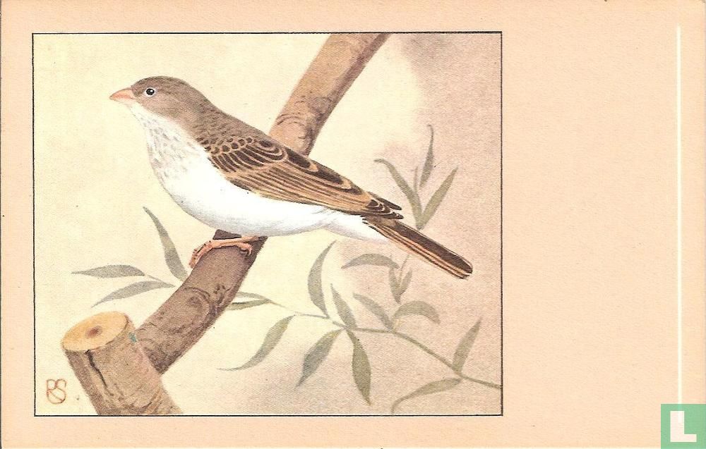 Edelzanger / Chanteur d'Afrique / Grauedelsänger / Grey singing finch ...
