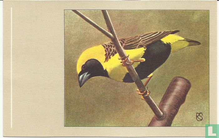 Napoleonwever / Worabée / Napoleonweber / Napoleon Weaver / Euplectes ...