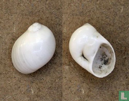 Polinices lacteus - Schelp - LastDodo