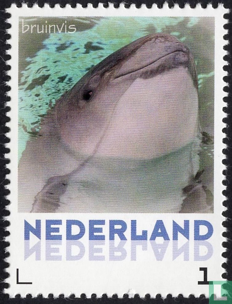 Bruinvis 1 (2013) - Nederland - LastDodo