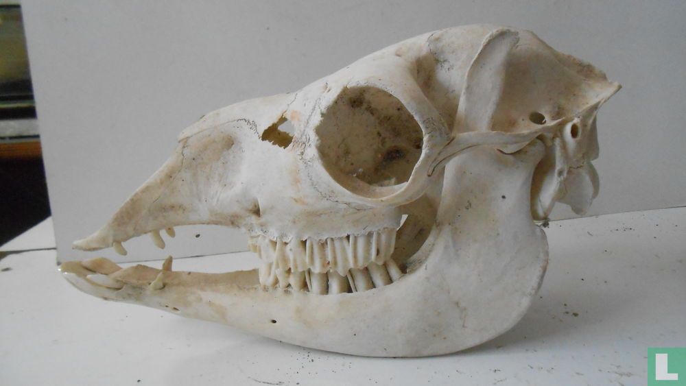 alpaca skull