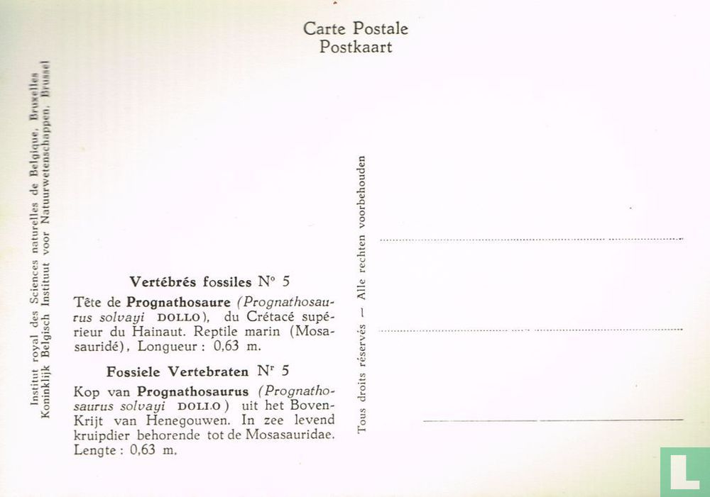 Kop van Prognathosaurus / Tête de Prognathosaure 5 - Koninklijk ...