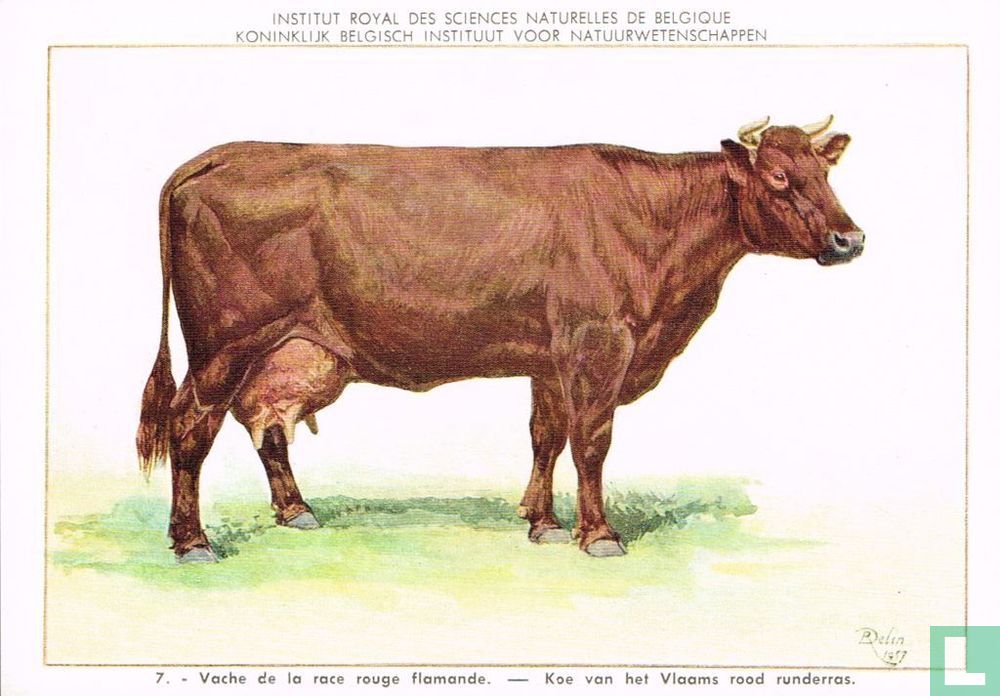 Koe van het Vlaams rood runderras / Vache de la race rouge flamande 7 ...
