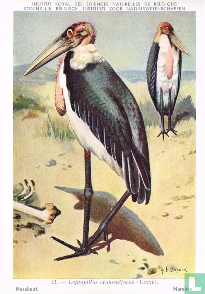 Maraboe / Marabout [Afrikaanse Maraboe] 12 - Koninklijk Belgisch ...