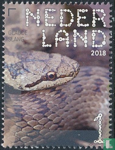 Gladde slang 1 (2018) - Nederland - LastDodo