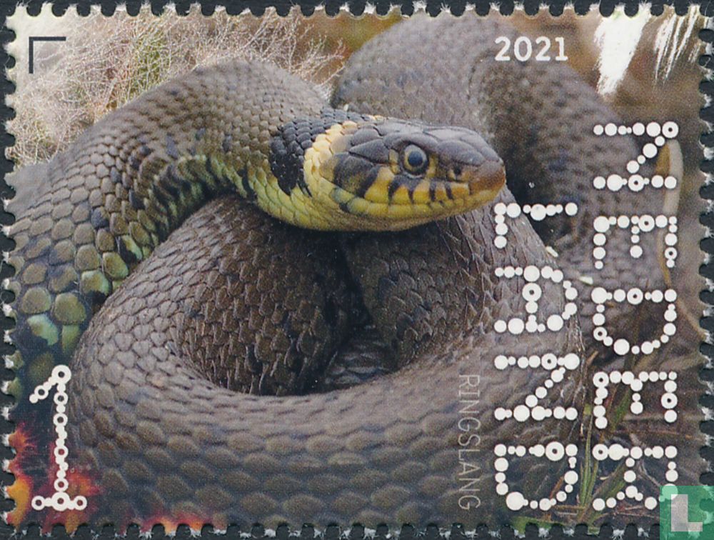 Ringslang 1 (2021) - Nederland - LastDodo