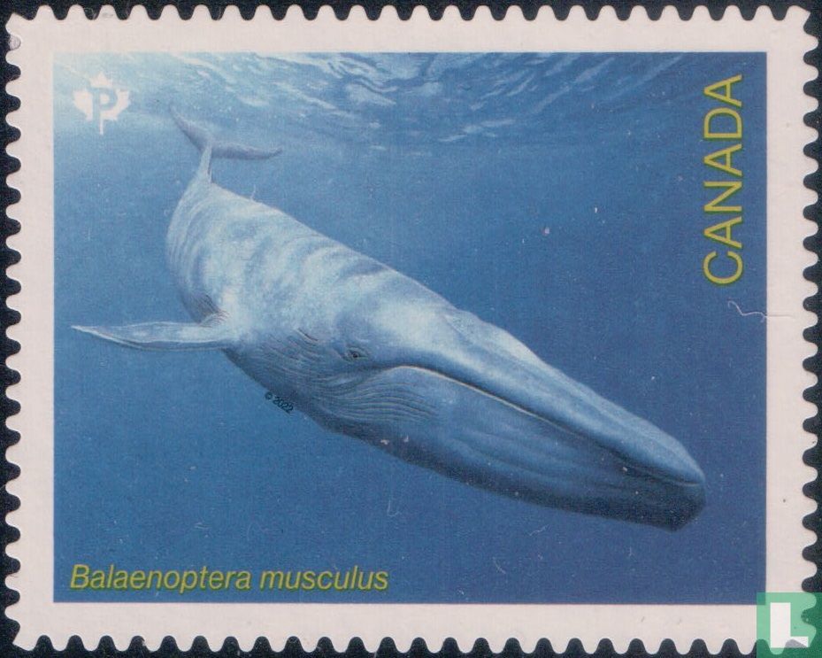 Blauwe vinvis (Balaenoptera musculus) P (2022) - Canada - LastDodo