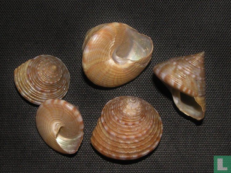 Calliostoma zizyphinum (Linnaeus, 1758) - Schelp - LastDodo