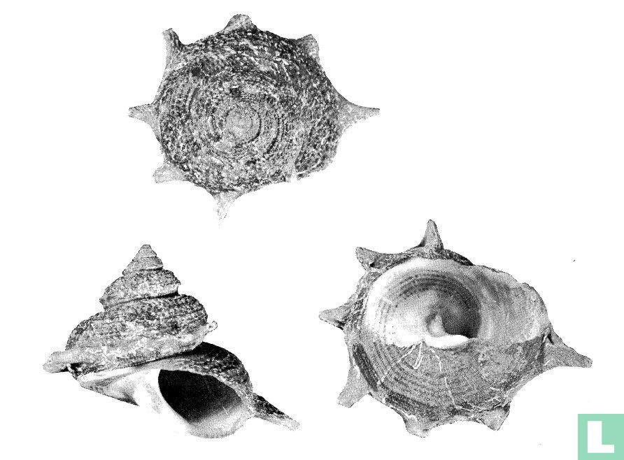 Bolma kermadecensis - Schelp - LastDodo