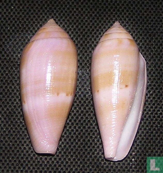 Conus granum - Schelp - LastDodo