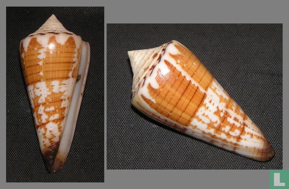 Conus maldivus - Schelp - LastDodo