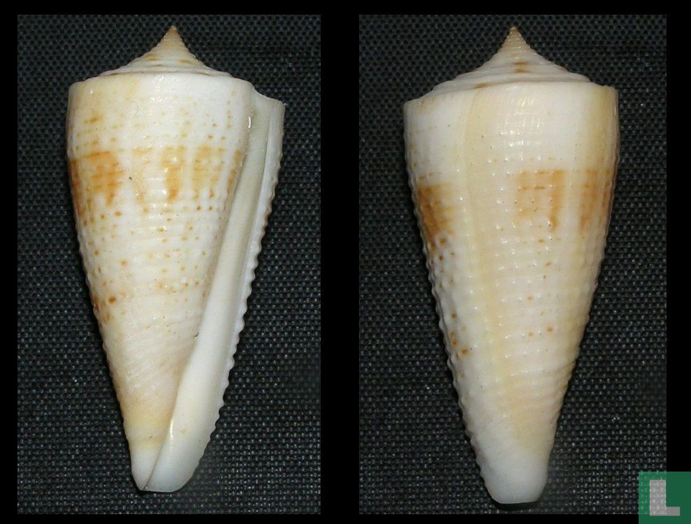 Conus asiaticus - Schelp - LastDodo