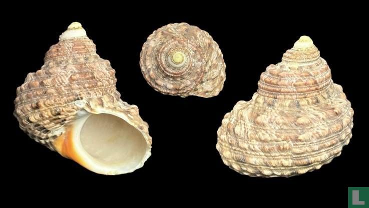 Turbo laetus - Schelp - LastDodo