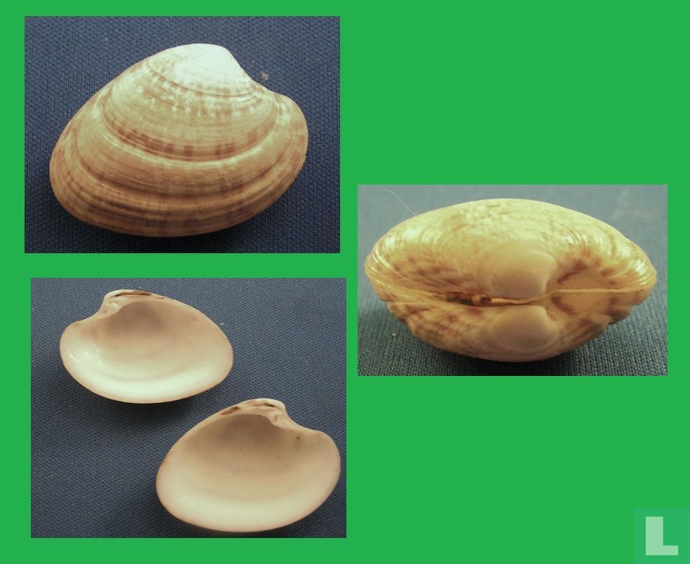 Callista disrupta - Schelp - LastDodo