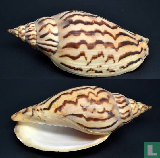 Harpulina loroisi - Schelp - LastDodo