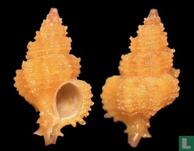 Murexsul marianae - Schelp - LastDodo