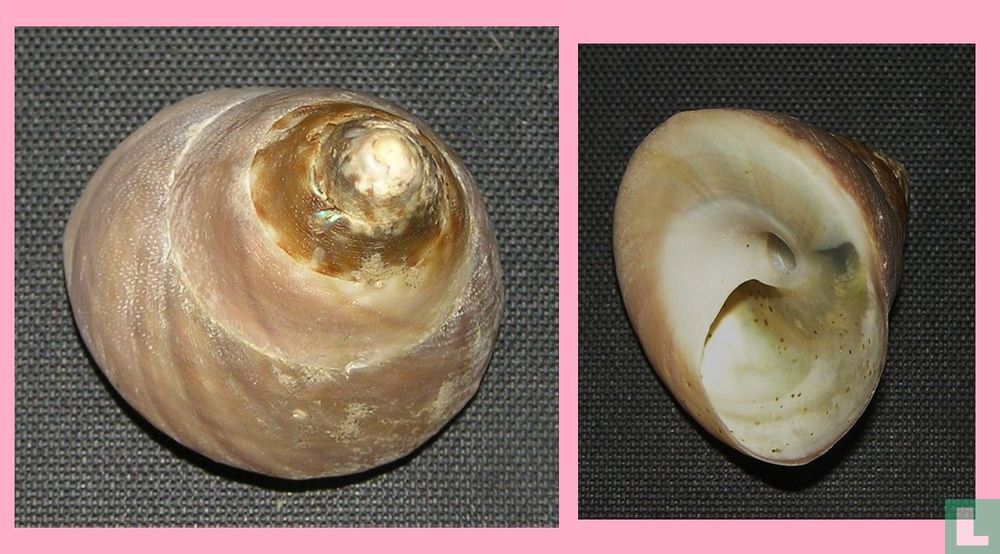 Tegula pulligo - Schelp - LastDodo