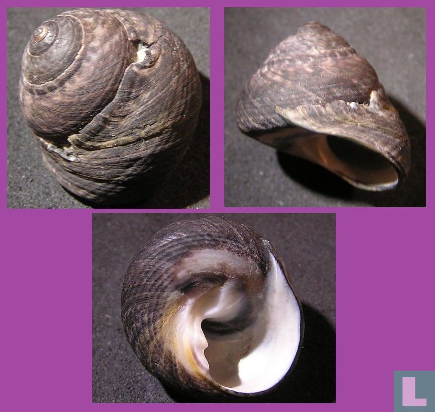 Tegula gallina - Schelp - LastDodo