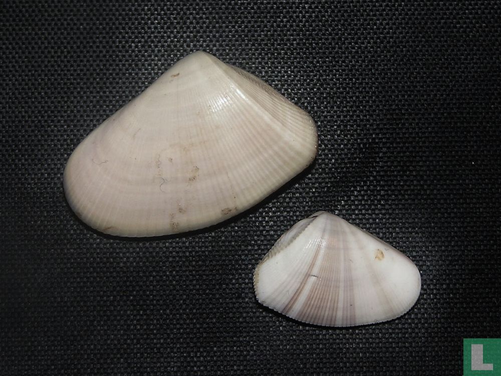 Donax denticulatus - Schelp - LastDodo