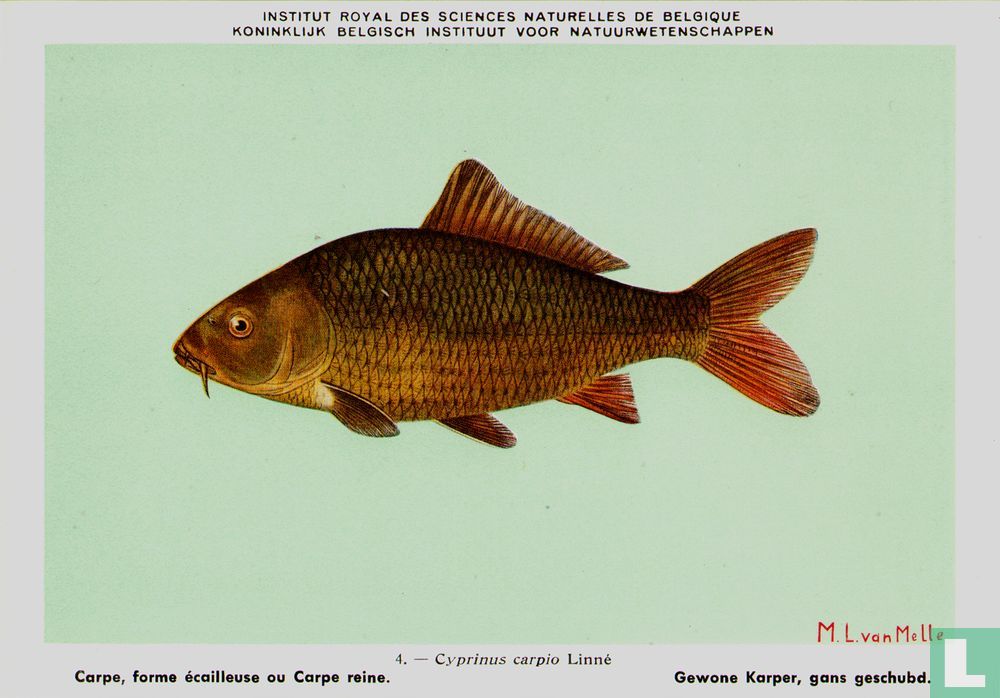 Gewone Karper, gans geschubd / Carpe [Karper] 04 - Koninklijk Belgisch ...