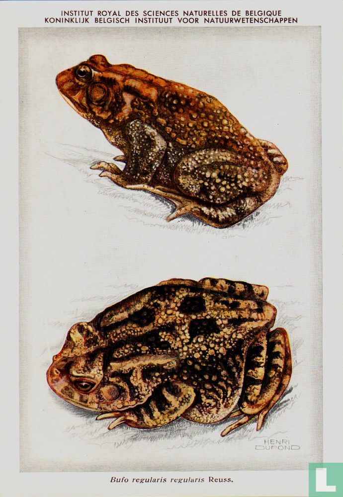 Bufo regularis regularis (Reuss) [Panterpad] B 4 - Koninklijk Belgisch ...