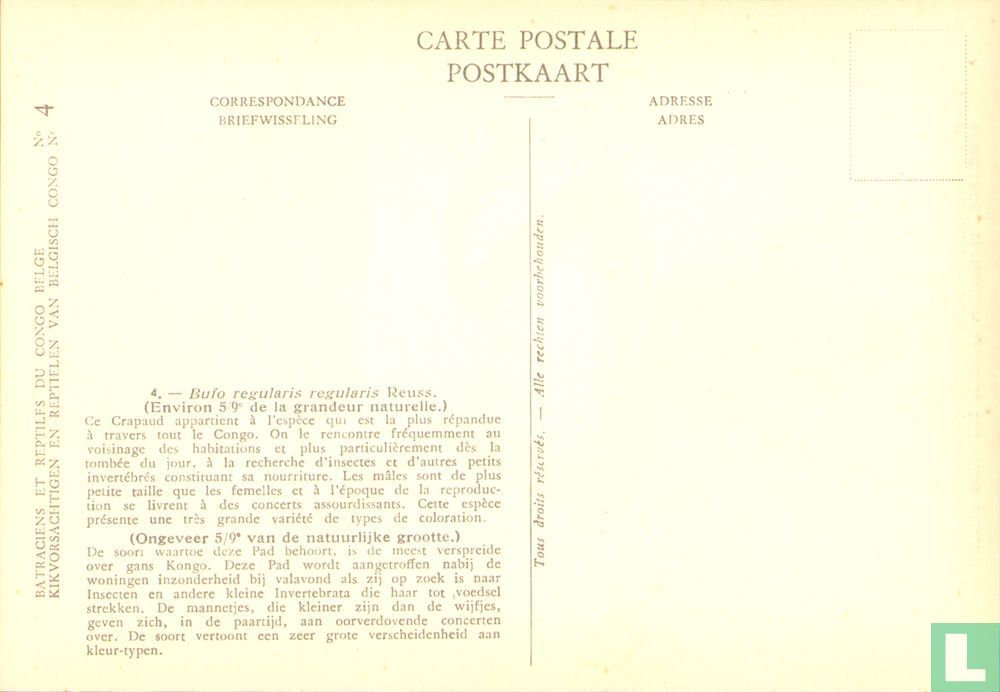 Bufo regularis regularis (Reuss) [Panterpad] B 4 - Koninklijk Belgisch ...