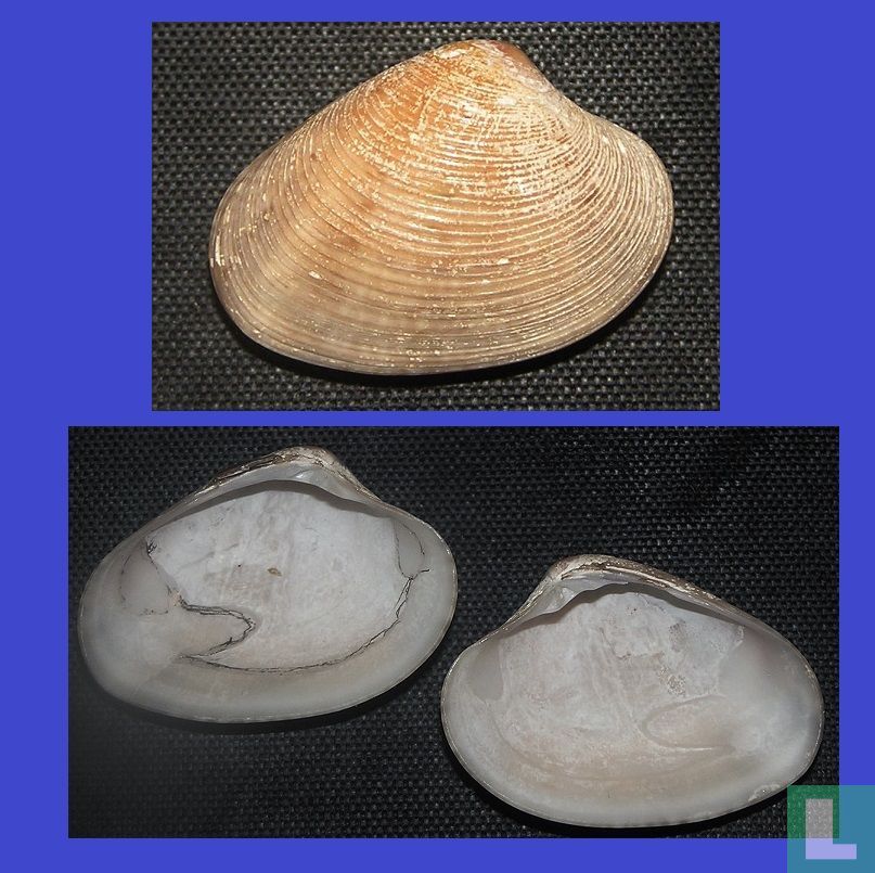 Marcia recens - Schelp - LastDodo