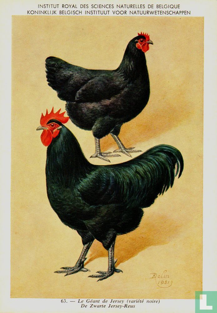 De Zwarte Jersey-Reus / Le Géant de Jersey (variété noire) 63 ...