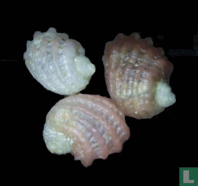 Clathrella clathrata - Schelp - LastDodo