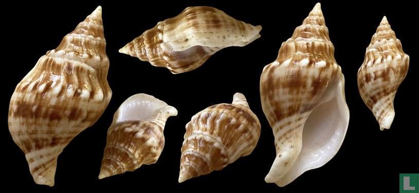 Buccinulum ponsonbyi - Schelp - LastDodo