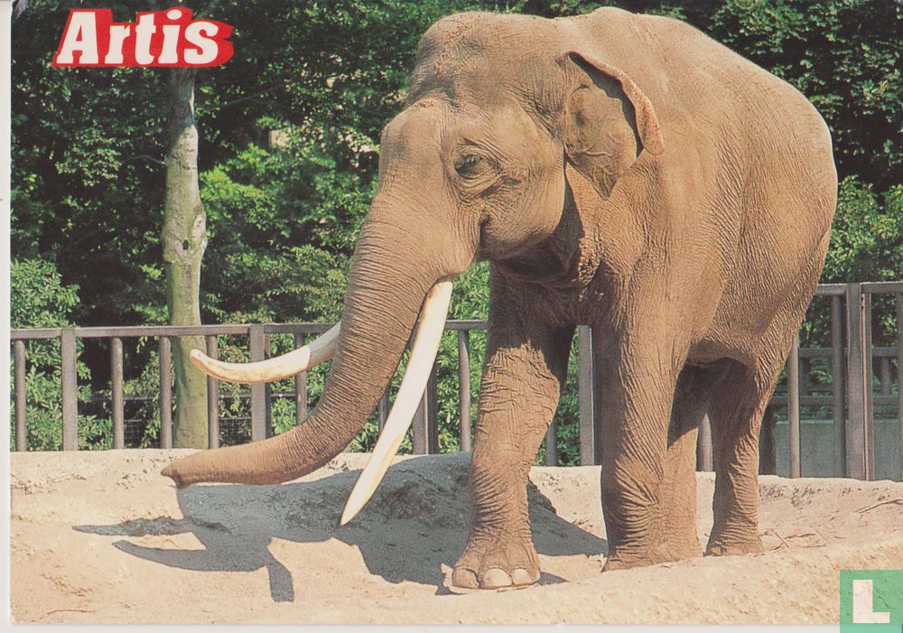 Olifant in Artis zoo - Amsterdam 4634/97 - Amsterdam - LastDodo