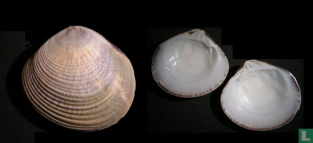 Circe tumefacta - Schelp - LastDodo