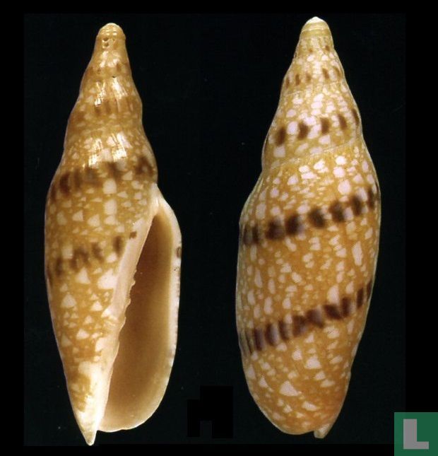 Notovoluta gardneri - Schelp - LastDodo