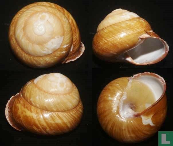 Helicostyla collodes - Schelp - LastDodo