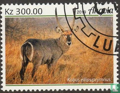 Antelope 300.00 (2019) - Angola - LastDodo