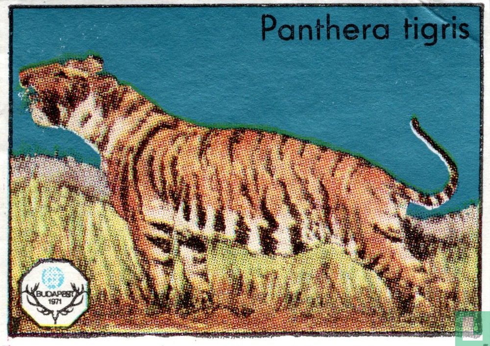 Panthera tigris (1971) - Wilde dieren - Vadállatok - LastDodo