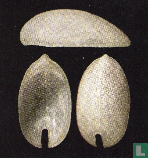 Zeidora bigelowi - Schelp - LastDodo