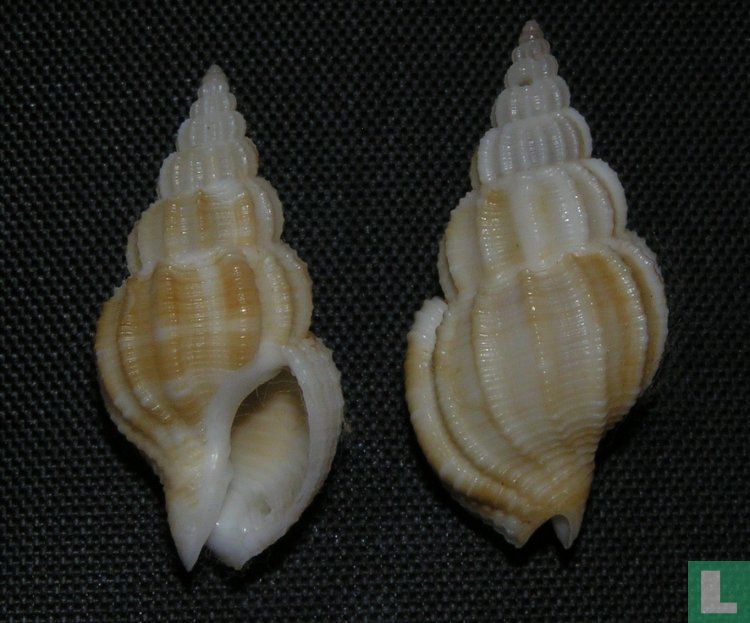 Antillophos naucratoros - Schelp - LastDodo