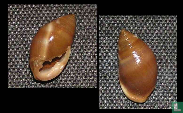 Cassidula philippinarum - Schelp - LastDodo