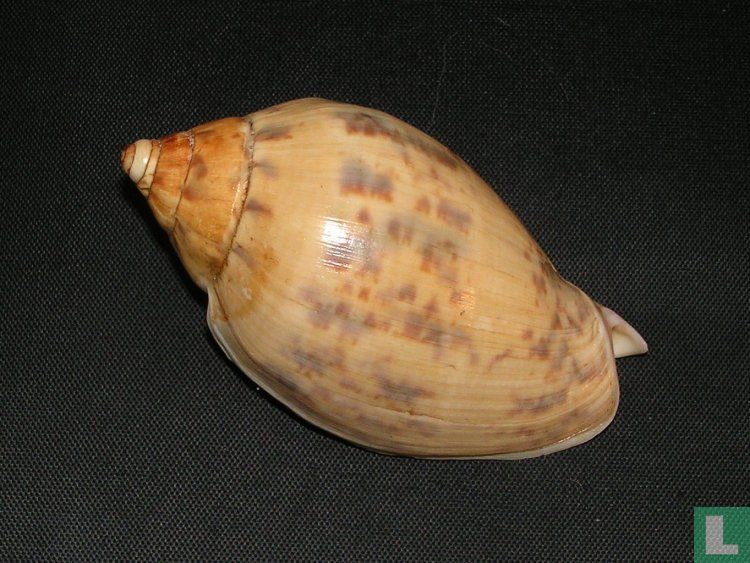 Cymbiola flavicans - Schelp - LastDodo