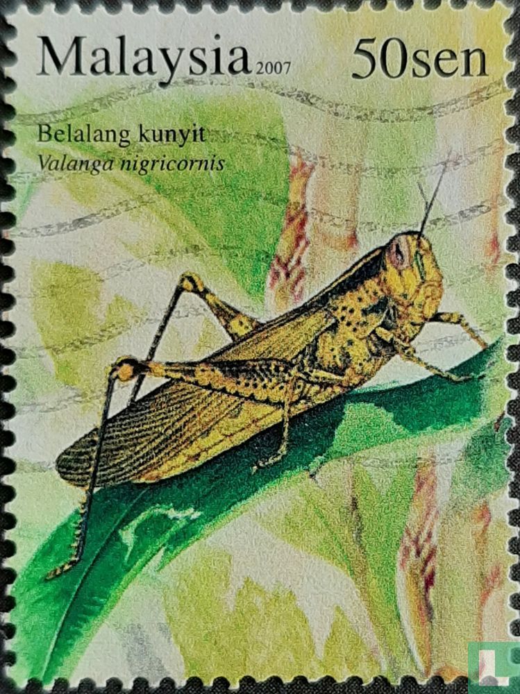 insects 50 (2007) - Malaysia - LastDodo