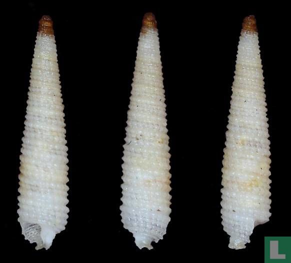 Nototriphora alba - Schelp - LastDodo