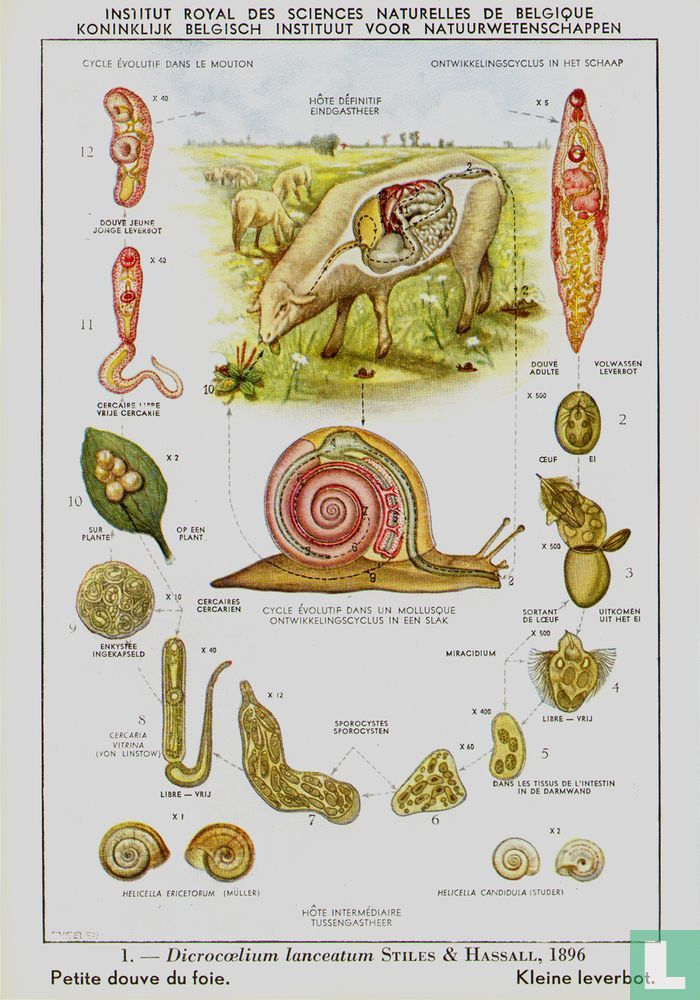 Kleine Leverbot / Petite douve du foie 1 - Koninklijk Belgisch ...