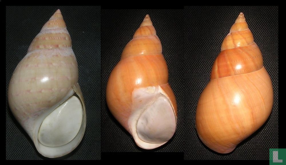 Phasianella australis - Schelp - LastDodo