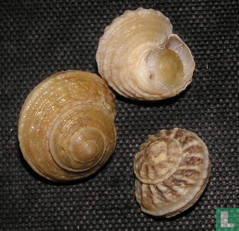 Modulus modulus - Schelp - LastDodo