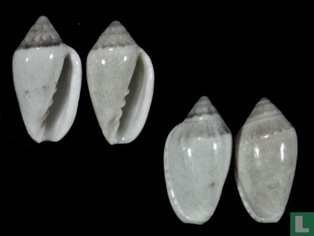 Marginella falsebayensis - Schelp - LastDodo
