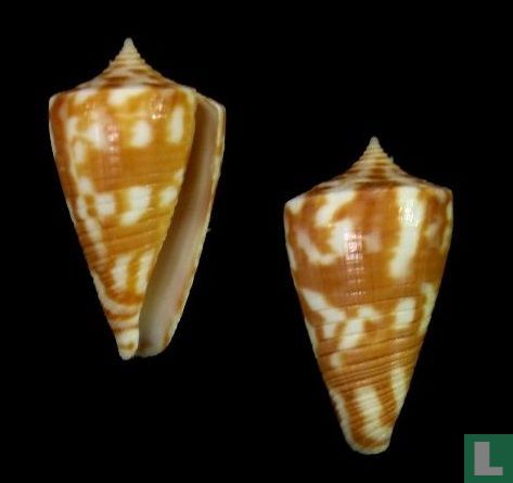 Conus dampierensis - Schelp - LastDodo