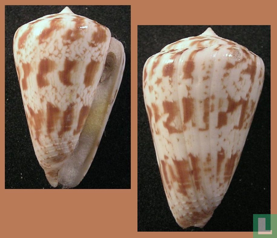 Conus caracteristicus - Schelp - LastDodo