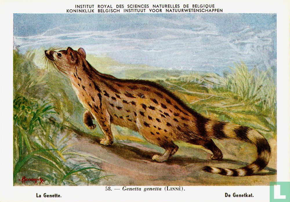 De Genetkat / La Genette 58 - Koninklijk Belgisch Instituut voor ...