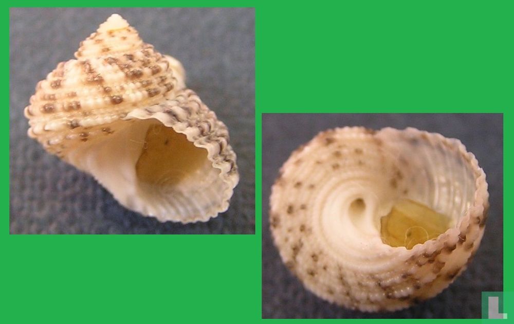 Euchelus asper - Schelp - LastDodo